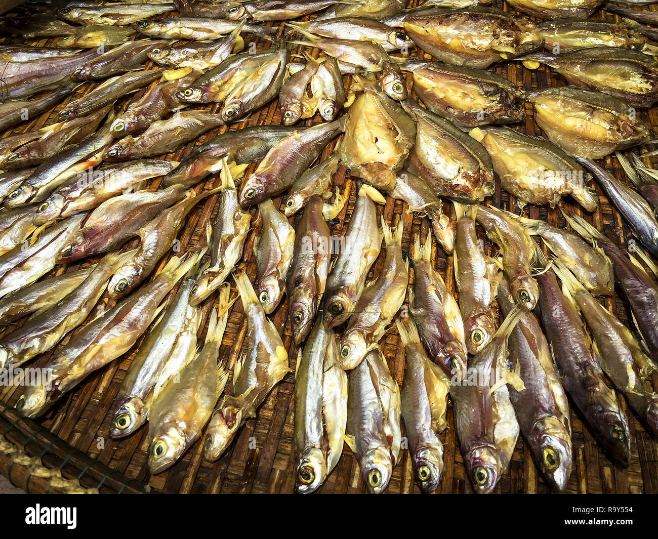 A large group of fish put out for drying in a semi circle Stock Photo ...
