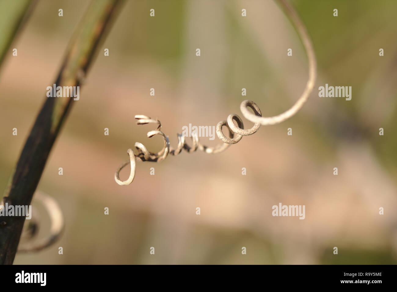 Toin hi-res stock photography and images - Alamy