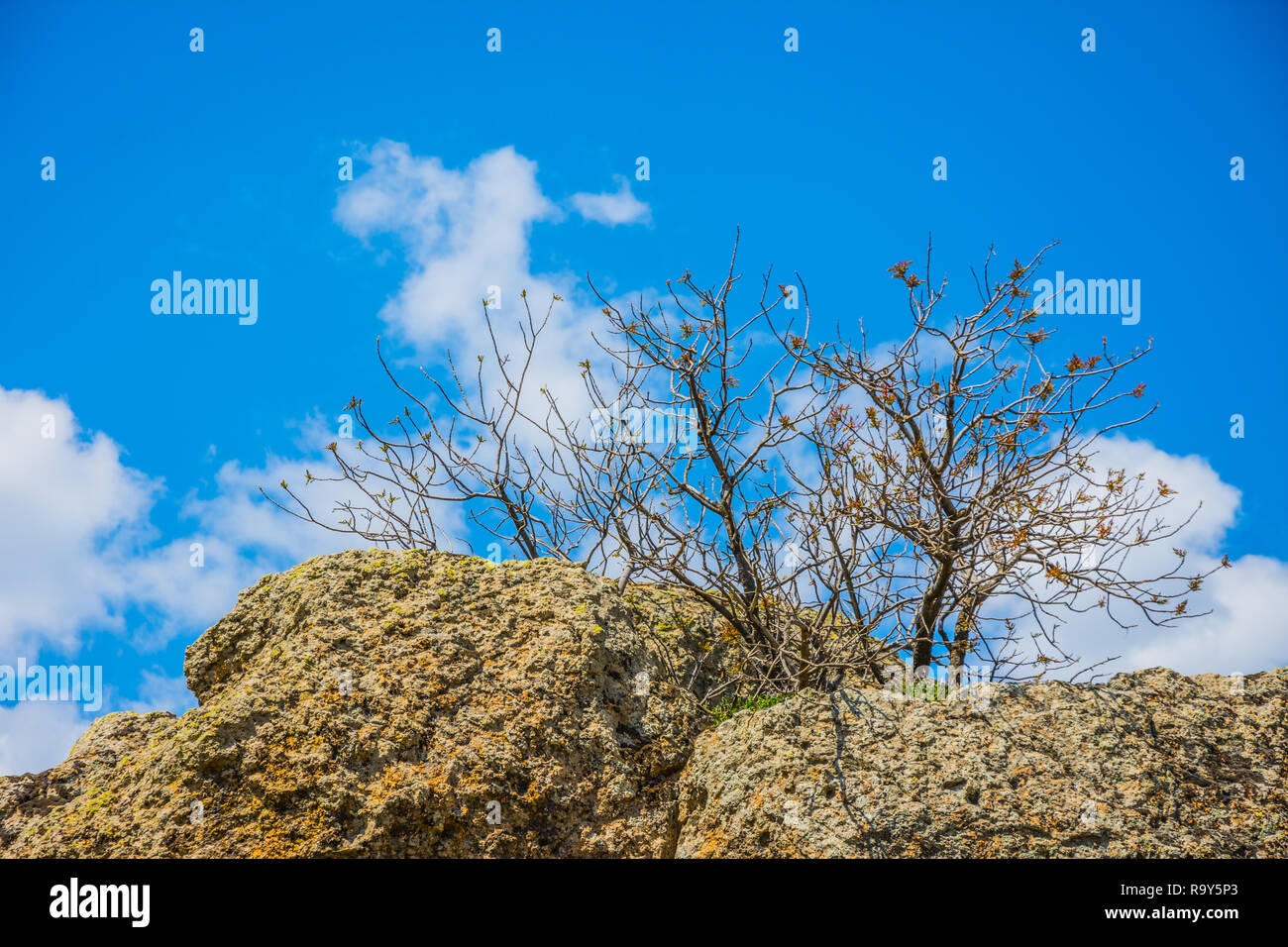 The tree from the Phrygian ruins in Phrygian valley in Afyon Stock ...