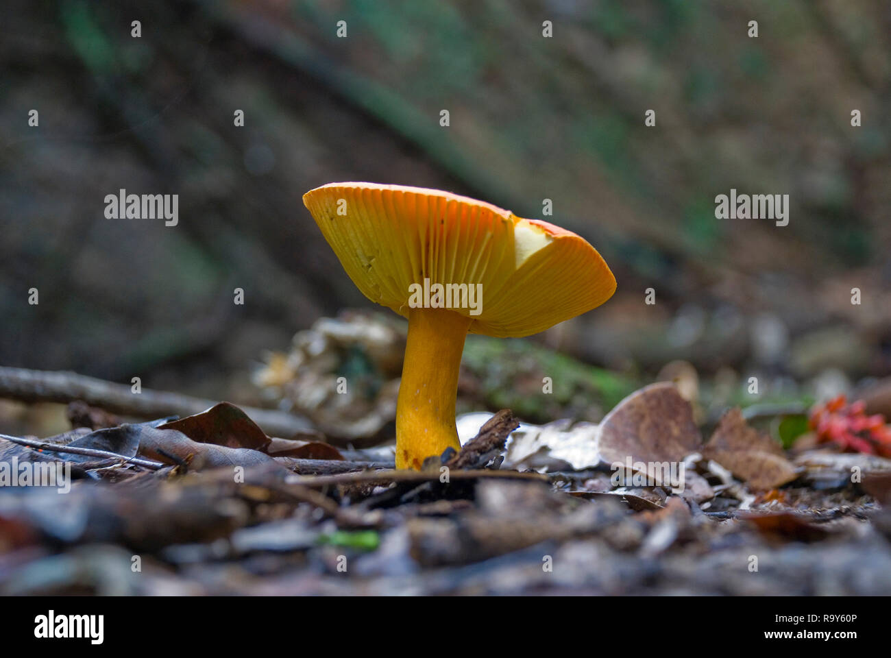 Wild yellow mushroom forest floor of Borneo jungle Stock Photo - Alamy
