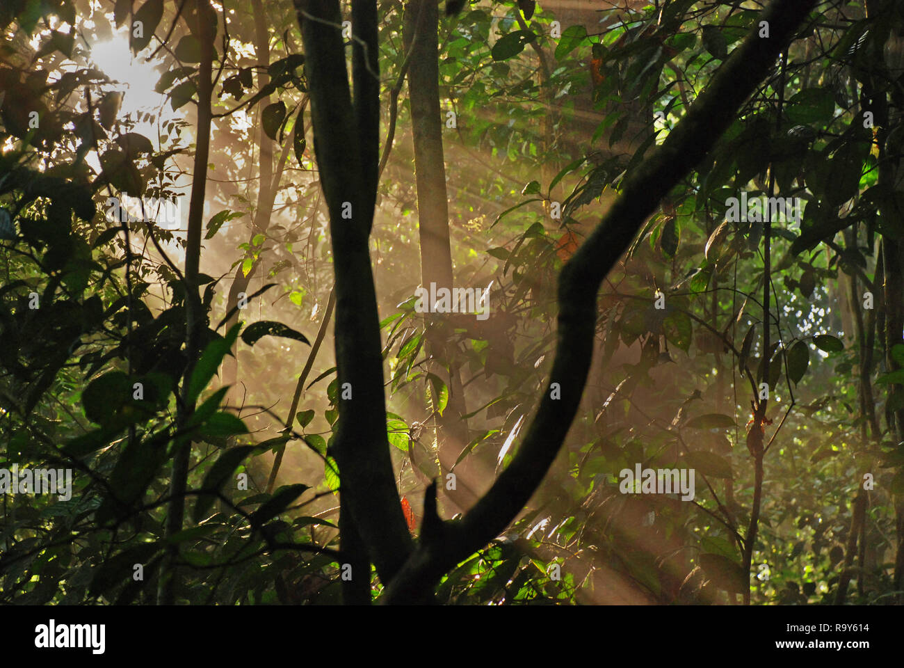 Step into the enchanting embrace of nature as golden sunrays pierce ...