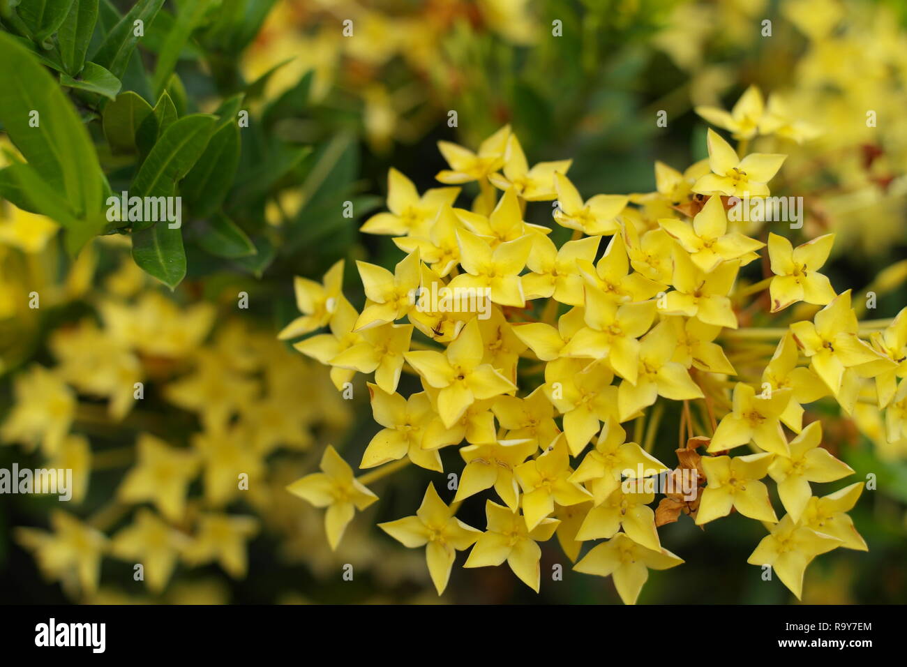 Pentas yellow flowers (Egyptian stars flower Stock Photo - Alamy