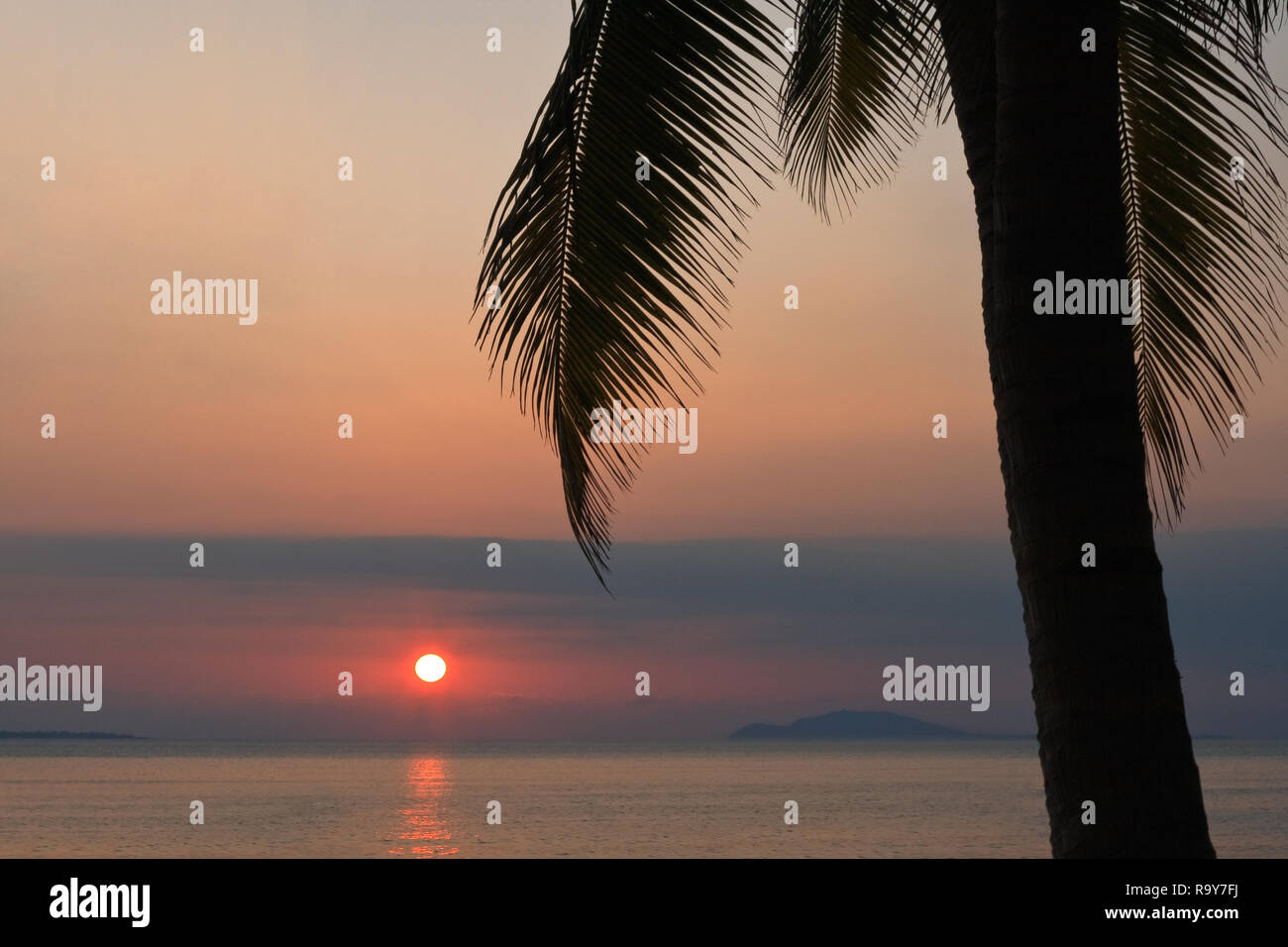 Golden seaside tropical sunset palm hi-res stock photography and images ...
