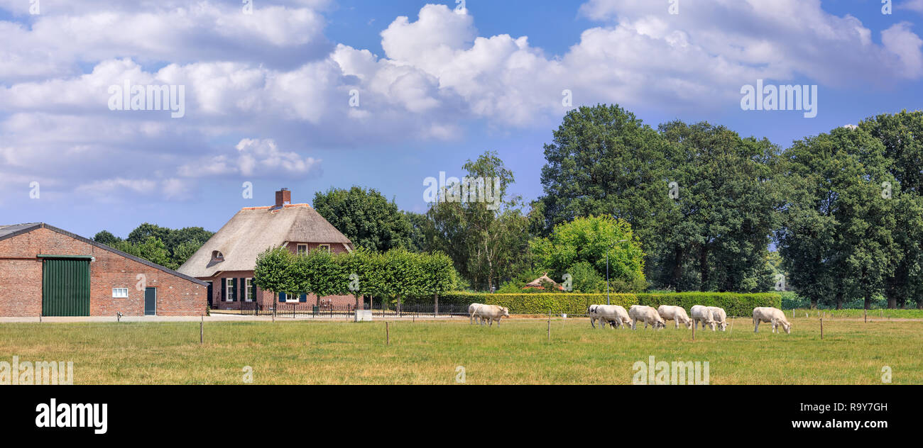 Panorama of an idyllic farmhouse with trees and grazing cows in a ...