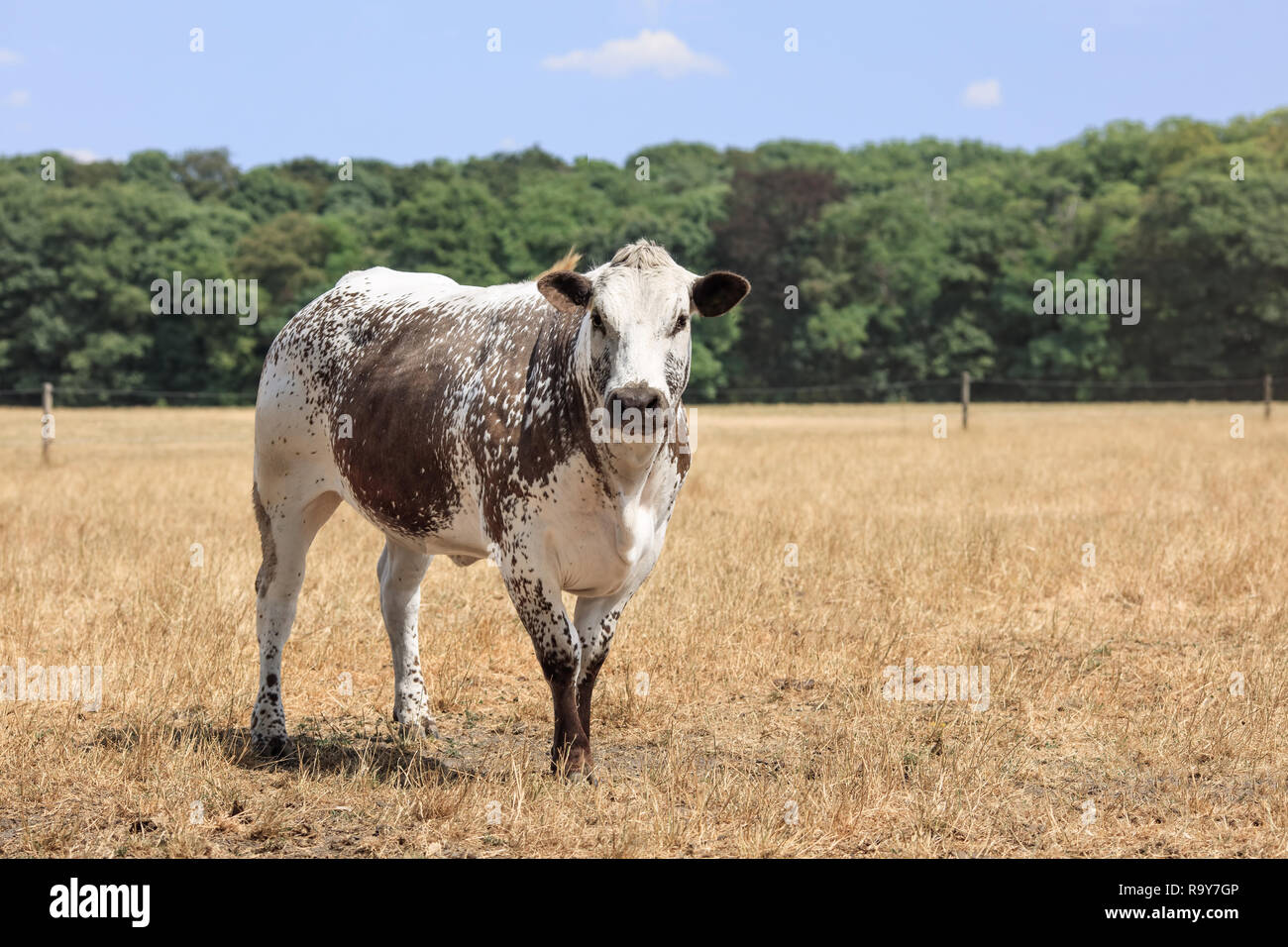 Brown/white spotted Cholistani bull in a field with forest edge on the ...