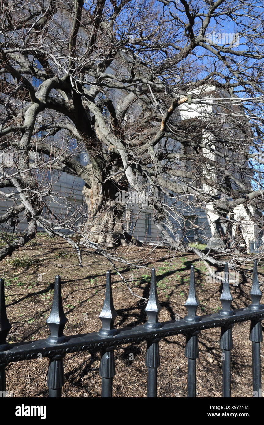Old Gnarly Tree outside National Portrait Gallery in Chinatown ...
