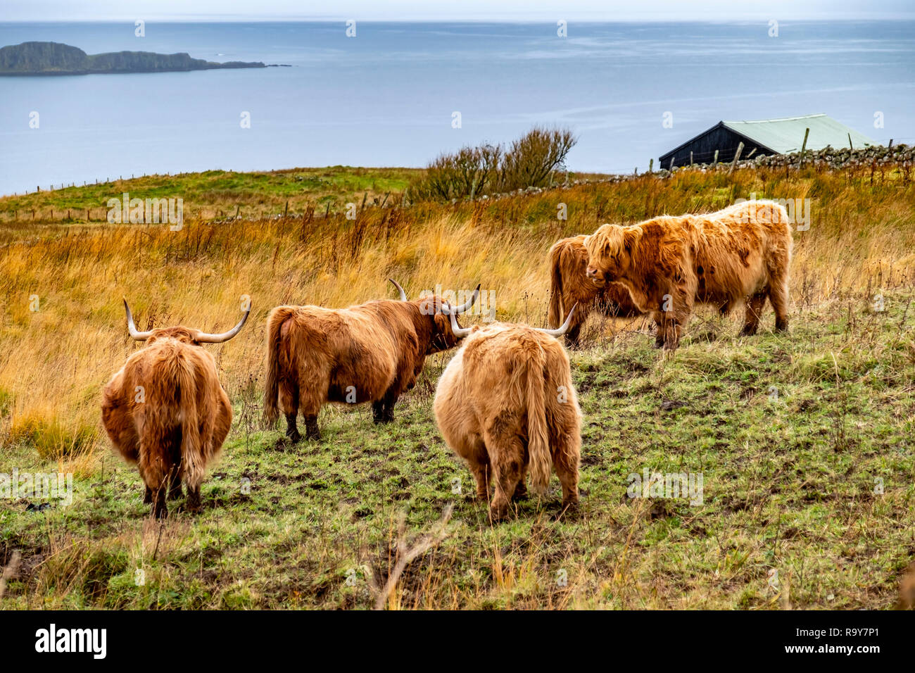 Highland cattle ,Bo Ghaidhealach Heilan coo, a Scottish cattle breed ...