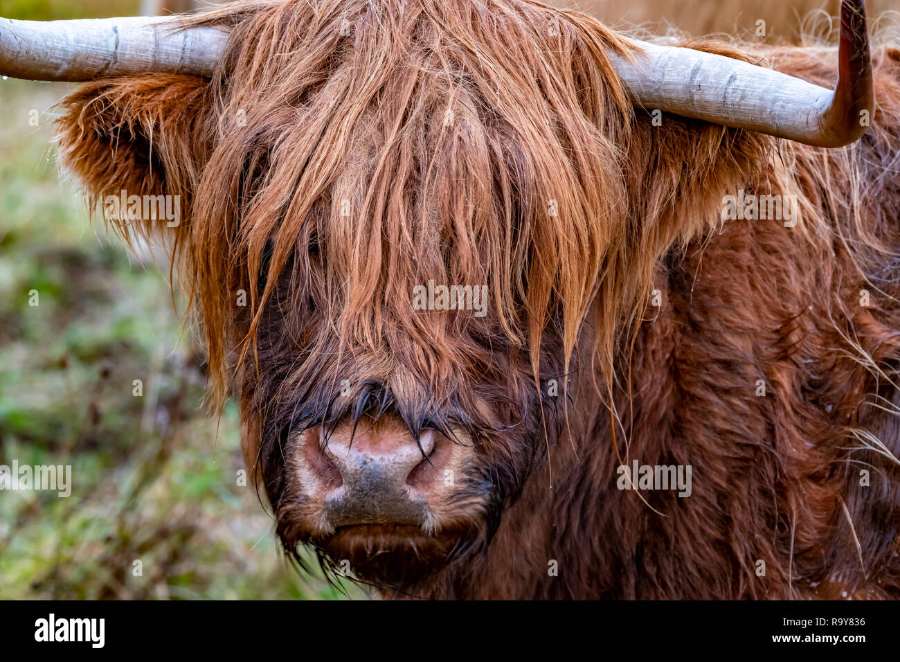 Highland cattle ,Bo Ghaidhealach Heilan coo, a Scottish cattle breed ...