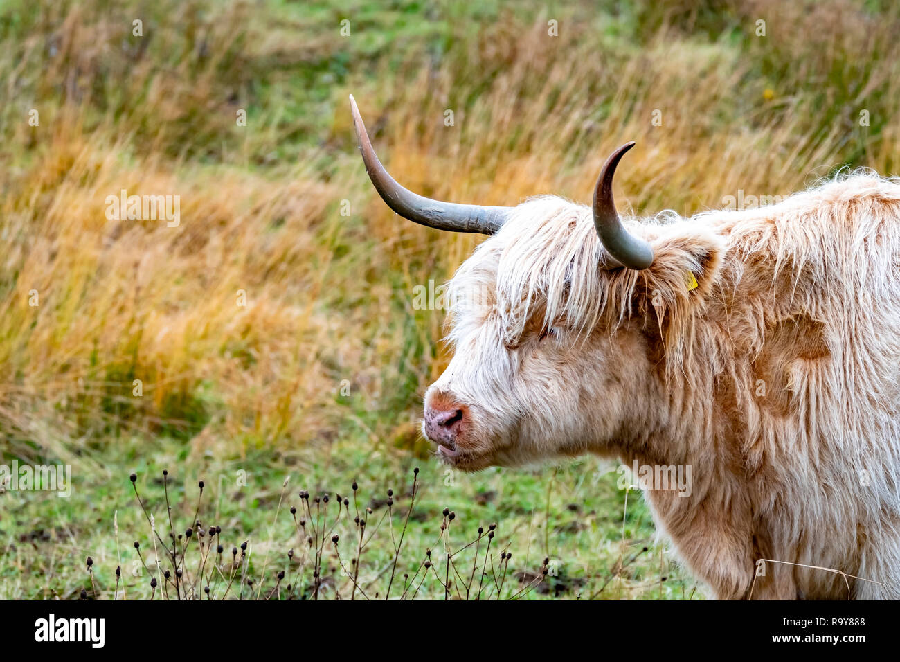 Highland cattle ,Bo Ghaidhealach Heilan coo, a Scottish cattle breed ...