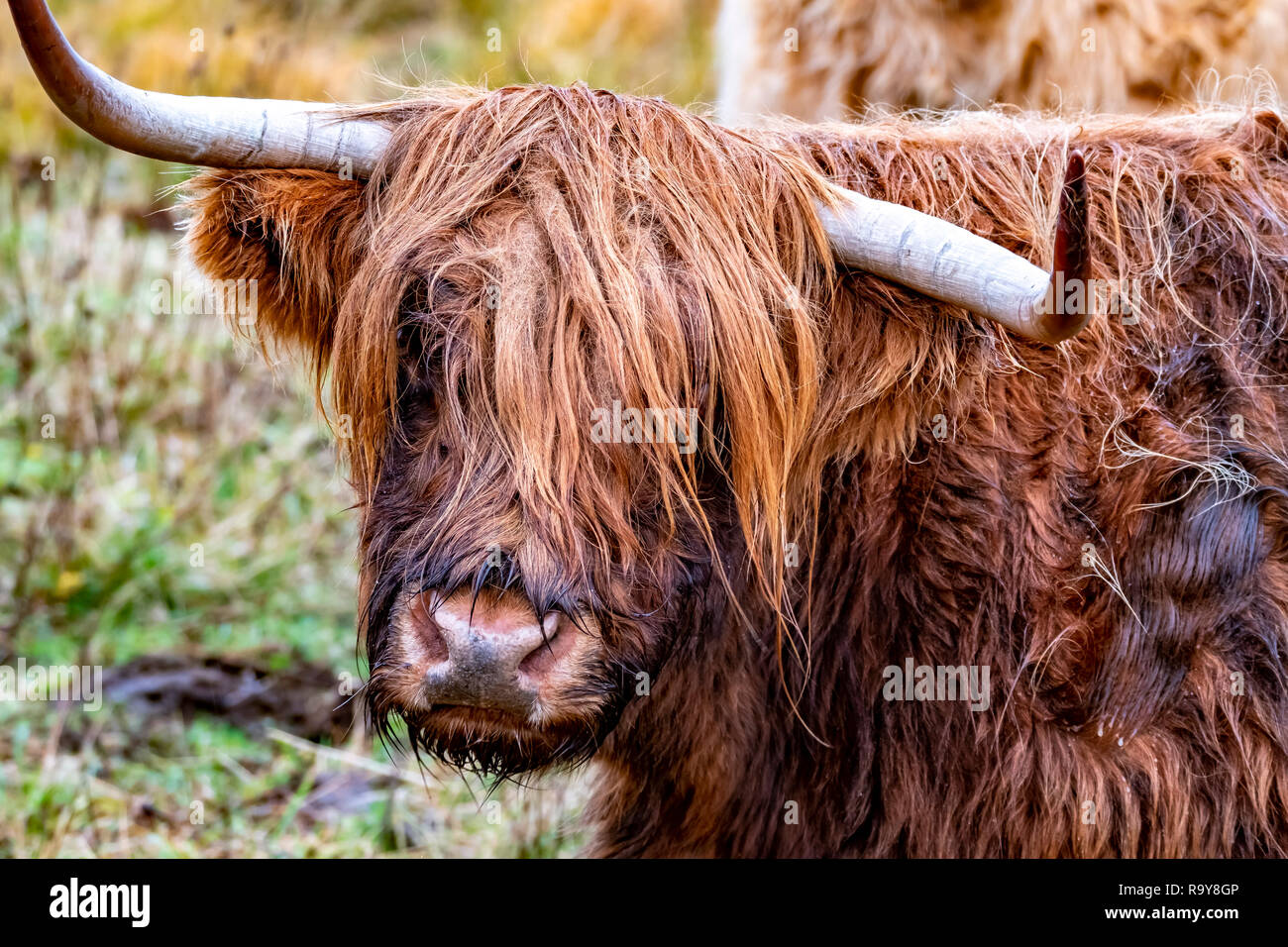 Highland cattle ,Bo Ghaidhealach Heilan coo, a Scottish cattle breed ...