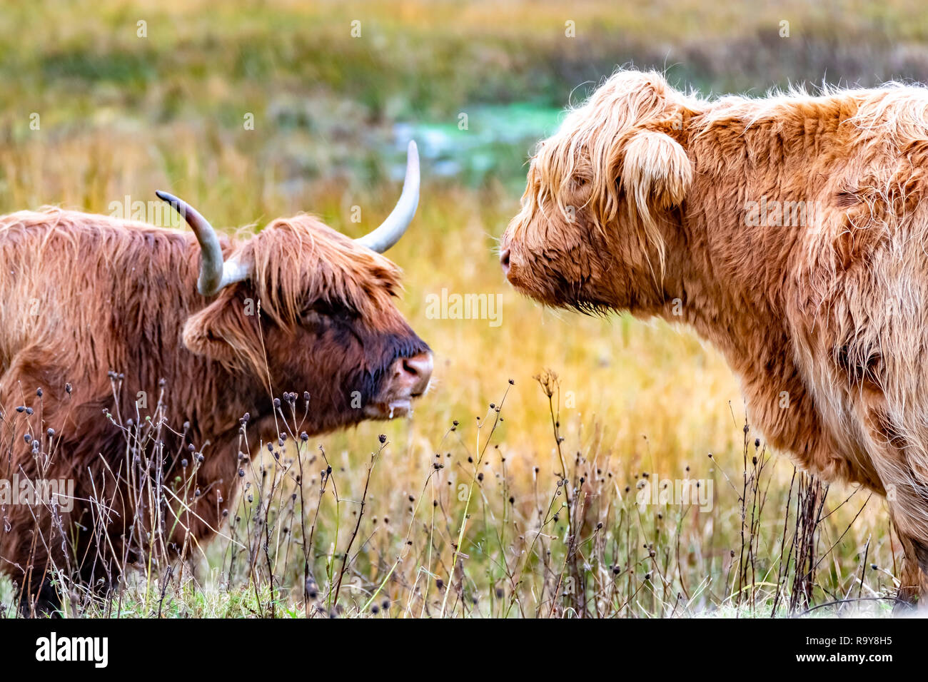 Highland cattle ,Bo Ghaidhealach Heilan coo, a Scottish cattle breed ...