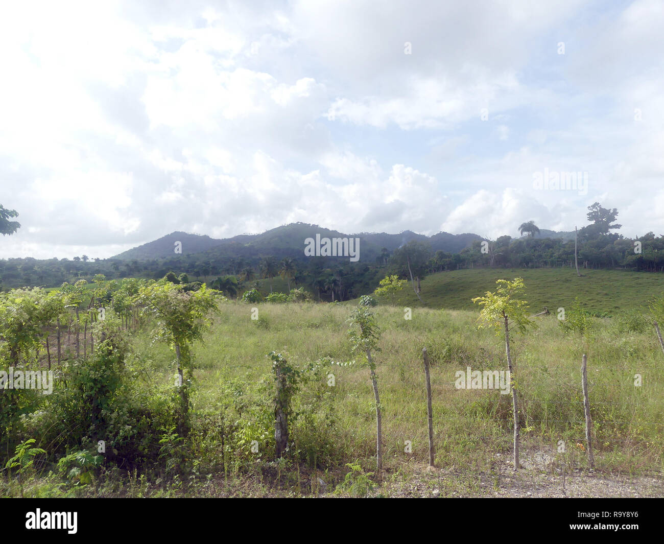 DOMINICAN REPUBLIC. The Constanza Valley. Photo: Tony Gale Stock Photo ...