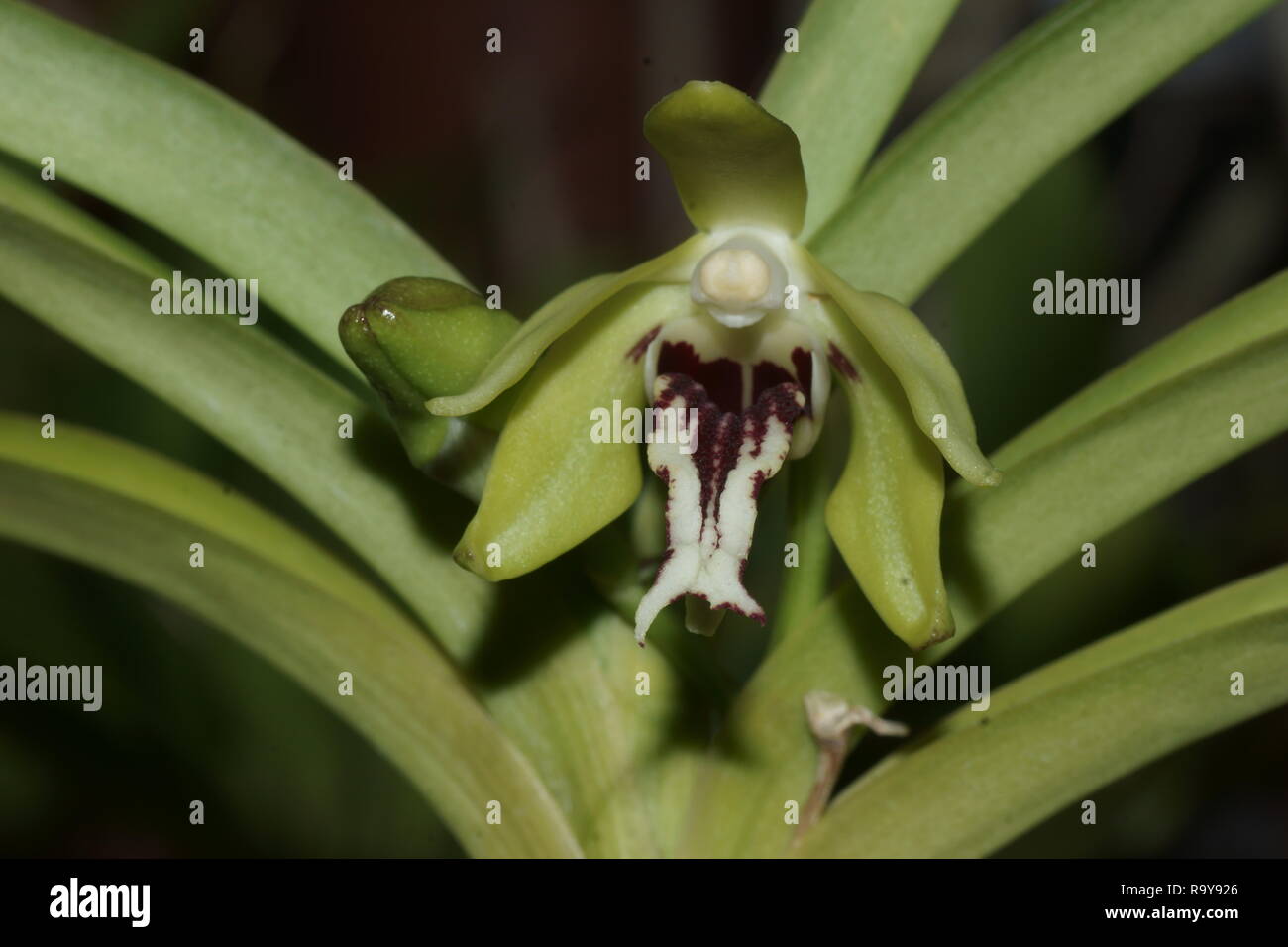 Vanda cristata hi-res stock photography and images - Alamy