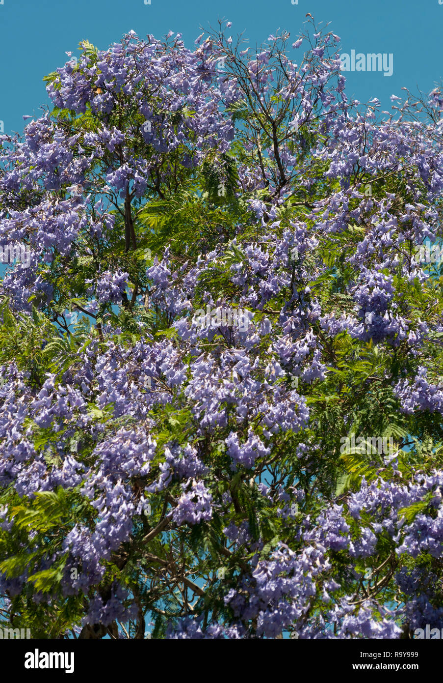 Jacaranda (Jacaranda mimosifolia) tree in bloom, Melbourne Stock Photo ...