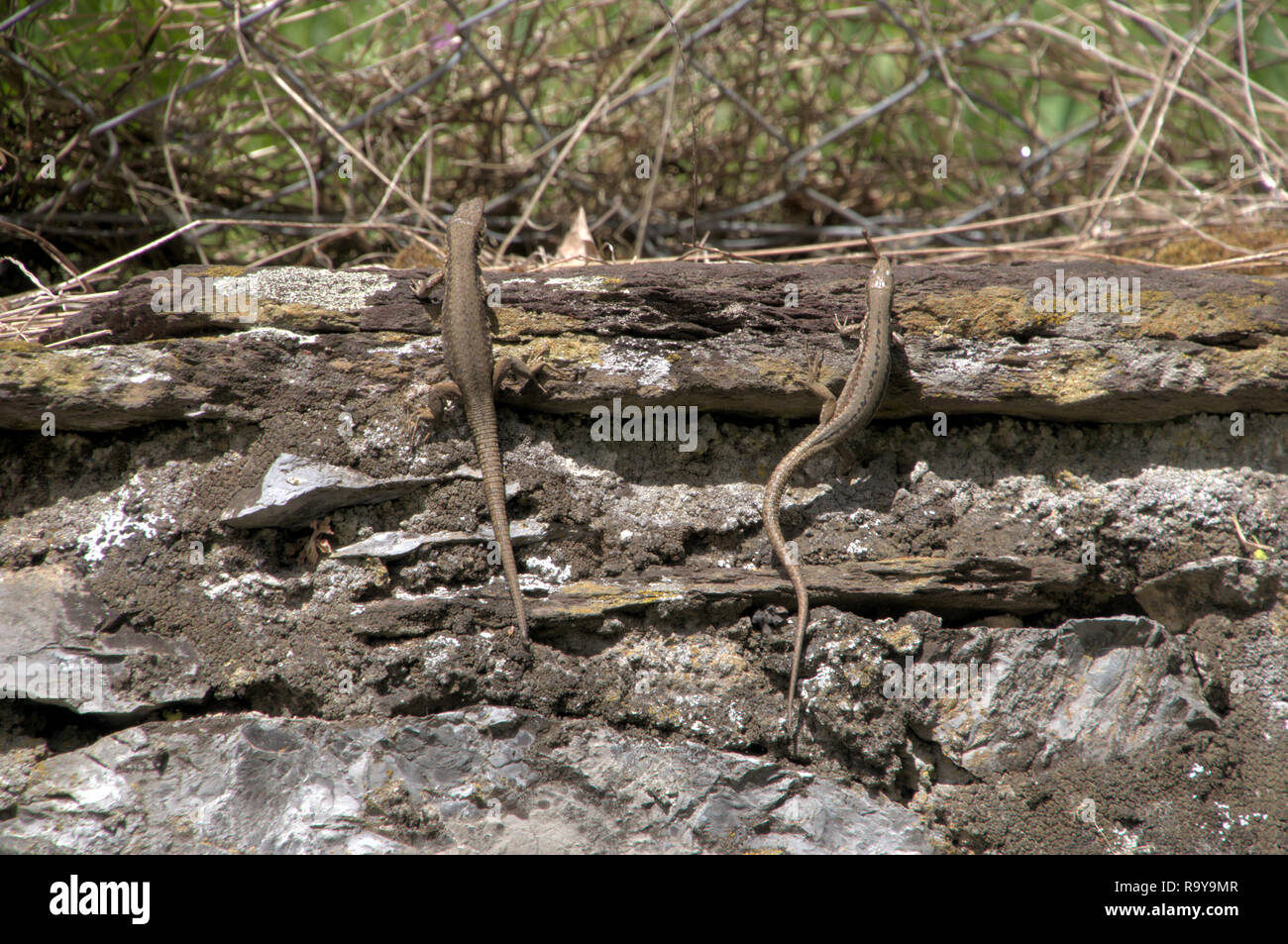 Podarcis muralis; wall lizards basking on rock wall in Walenstadt ...