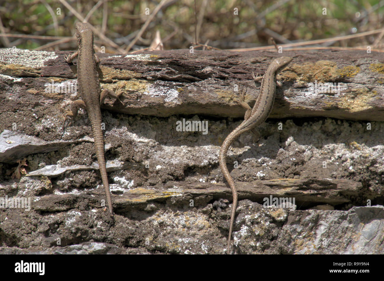 Podarcis muralis; wall lizards basking on rock wall in Walenstadt ...
