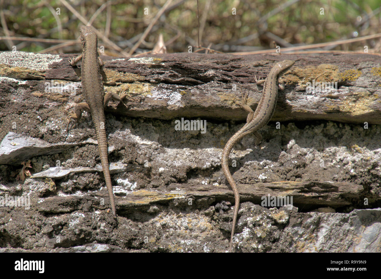 Podarcis muralis; wall lizards basking on rock wall in Walenstadt ...