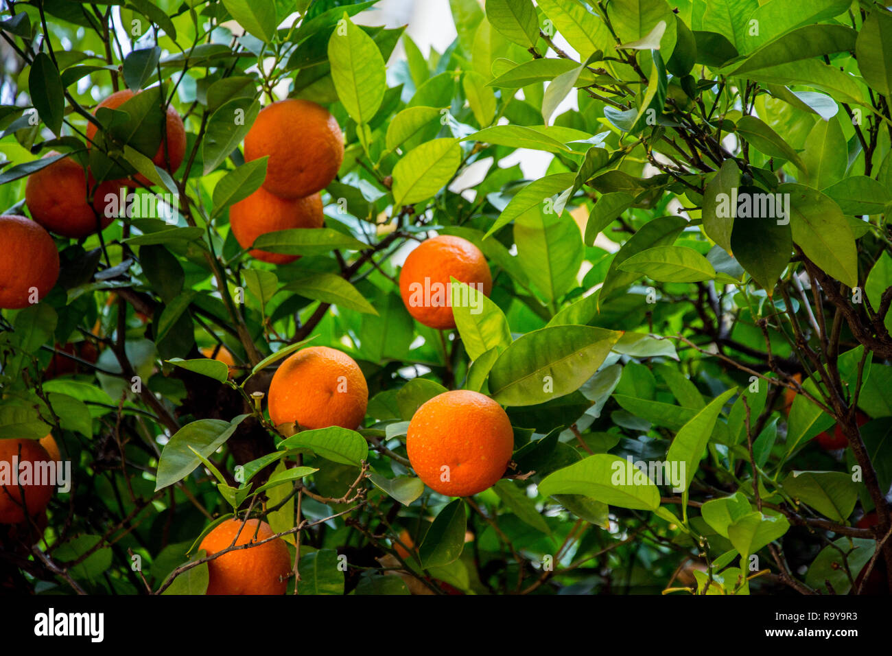 Oranges on the orange tree in the spring Stock Photo - Alamy