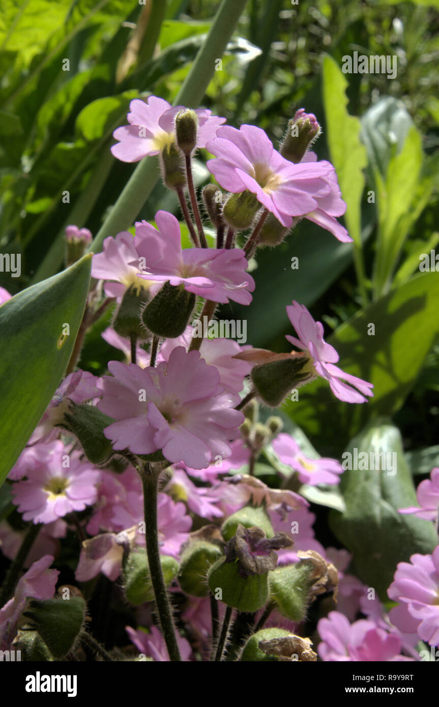 Pink candelabra Primula growing in Swiss cottage garden Stock Photo - Alamy