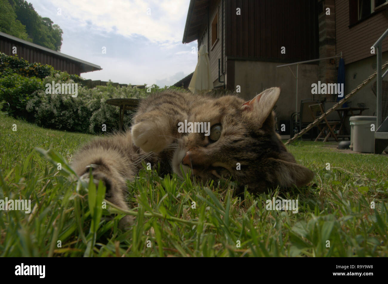 Tabby cat playing on lawn, Swiss village of Berschis Stock Photo - Alamy