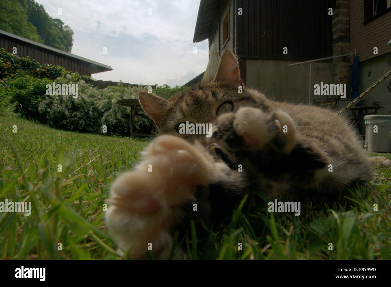 Tabby cat playing on lawn, Swiss village of Berschis Stock Photo - Alamy