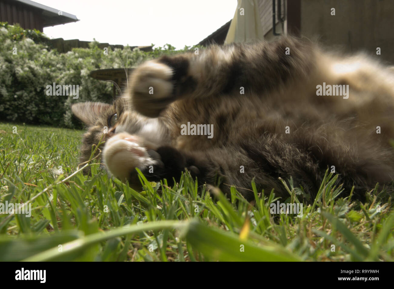 Tabby cat playing on lawn, Swiss village of Berschis Stock Photo - Alamy