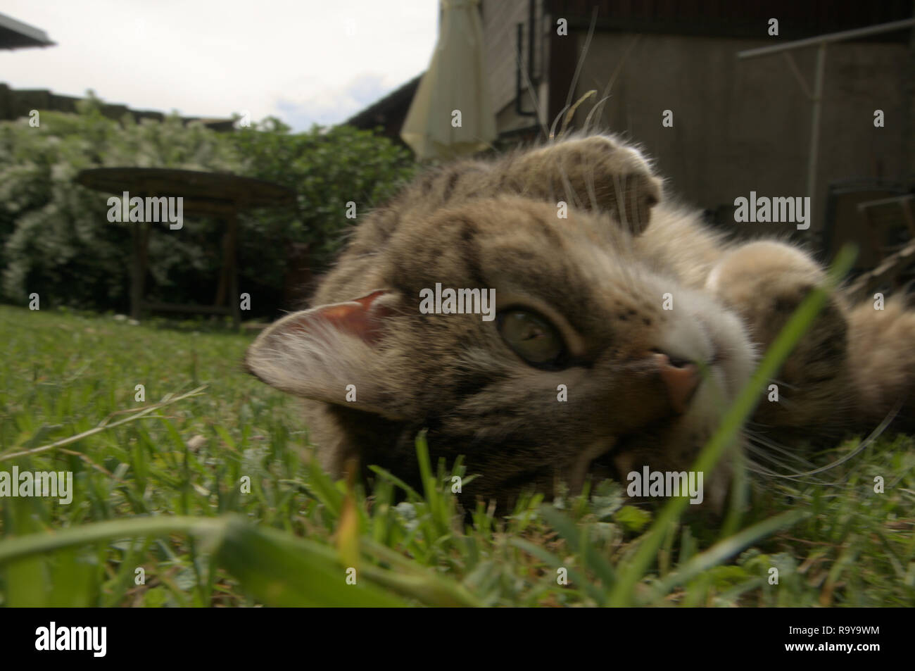 Tabby cat playing on lawn, Swiss village of Berschis Stock Photo - Alamy