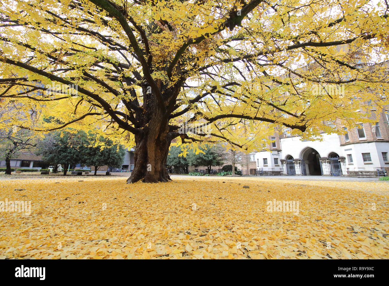 Ginkgo tree autumn leaves background texture Tokyo Japan Stock Photo ...