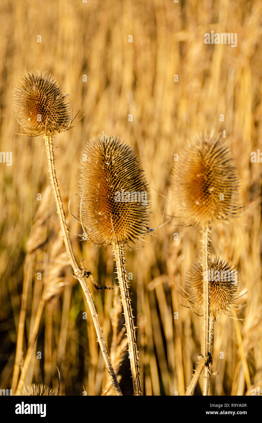 Autumn teasels hi-res stock photography and images - Alamy