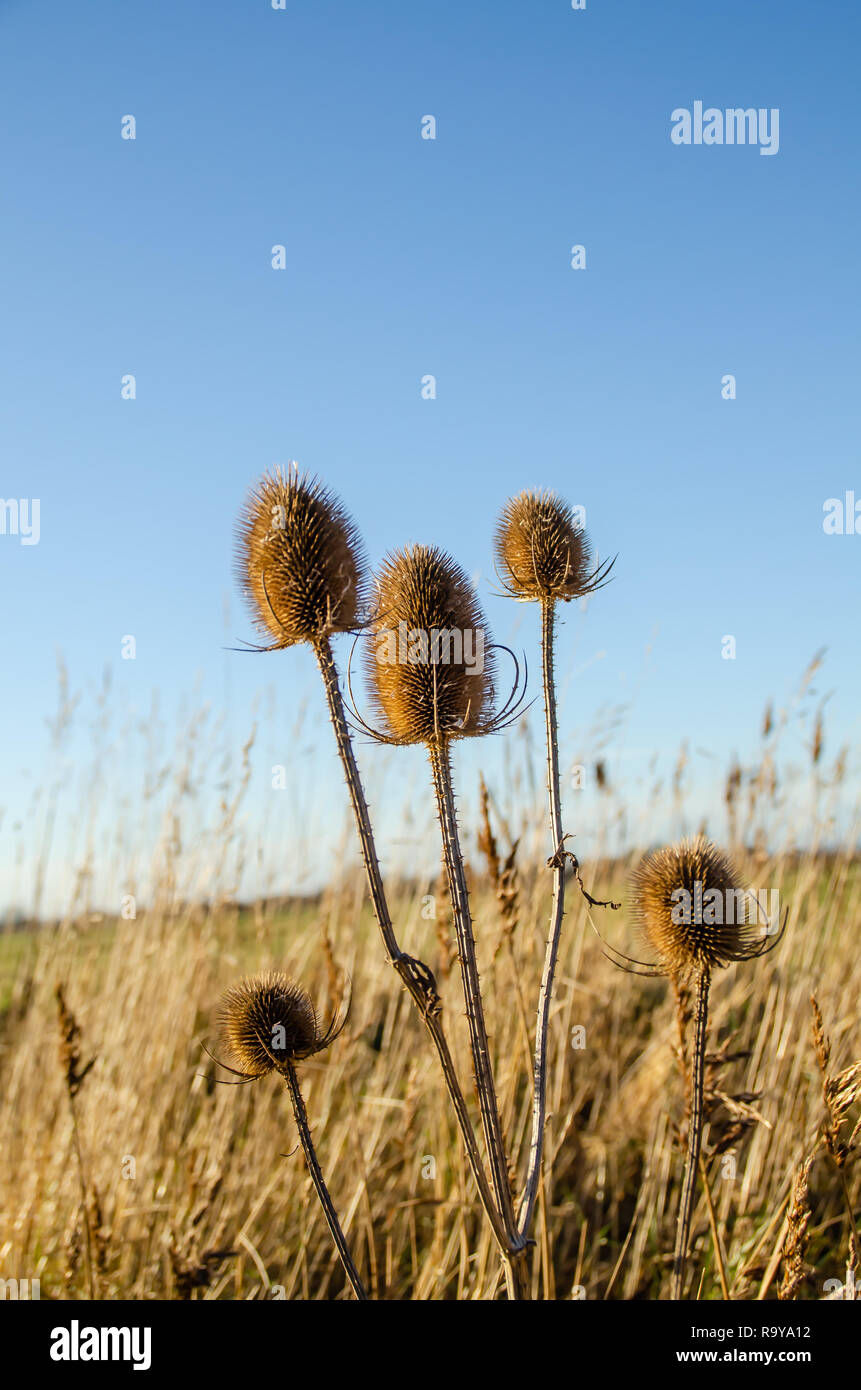 Teasel field hi-res stock photography and images - Alamy