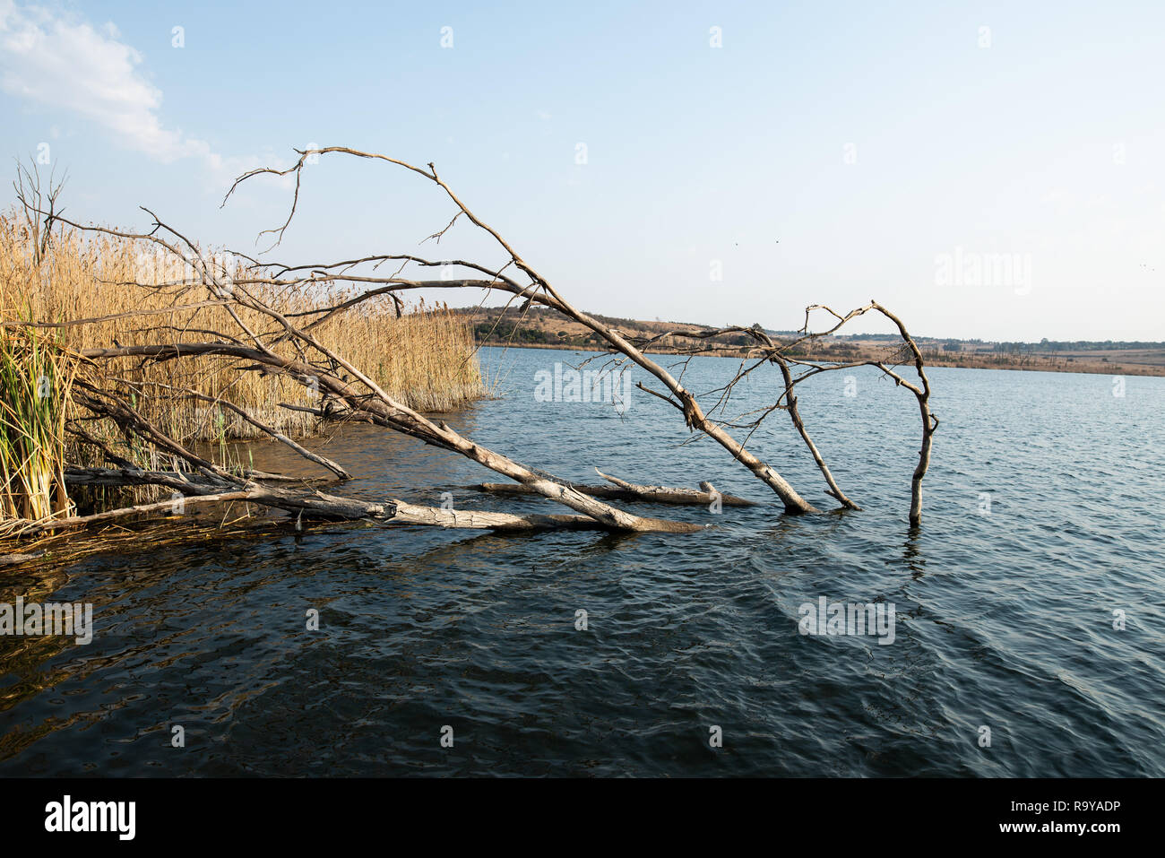 Dam shore with dead tree Stock Photo - Alamy