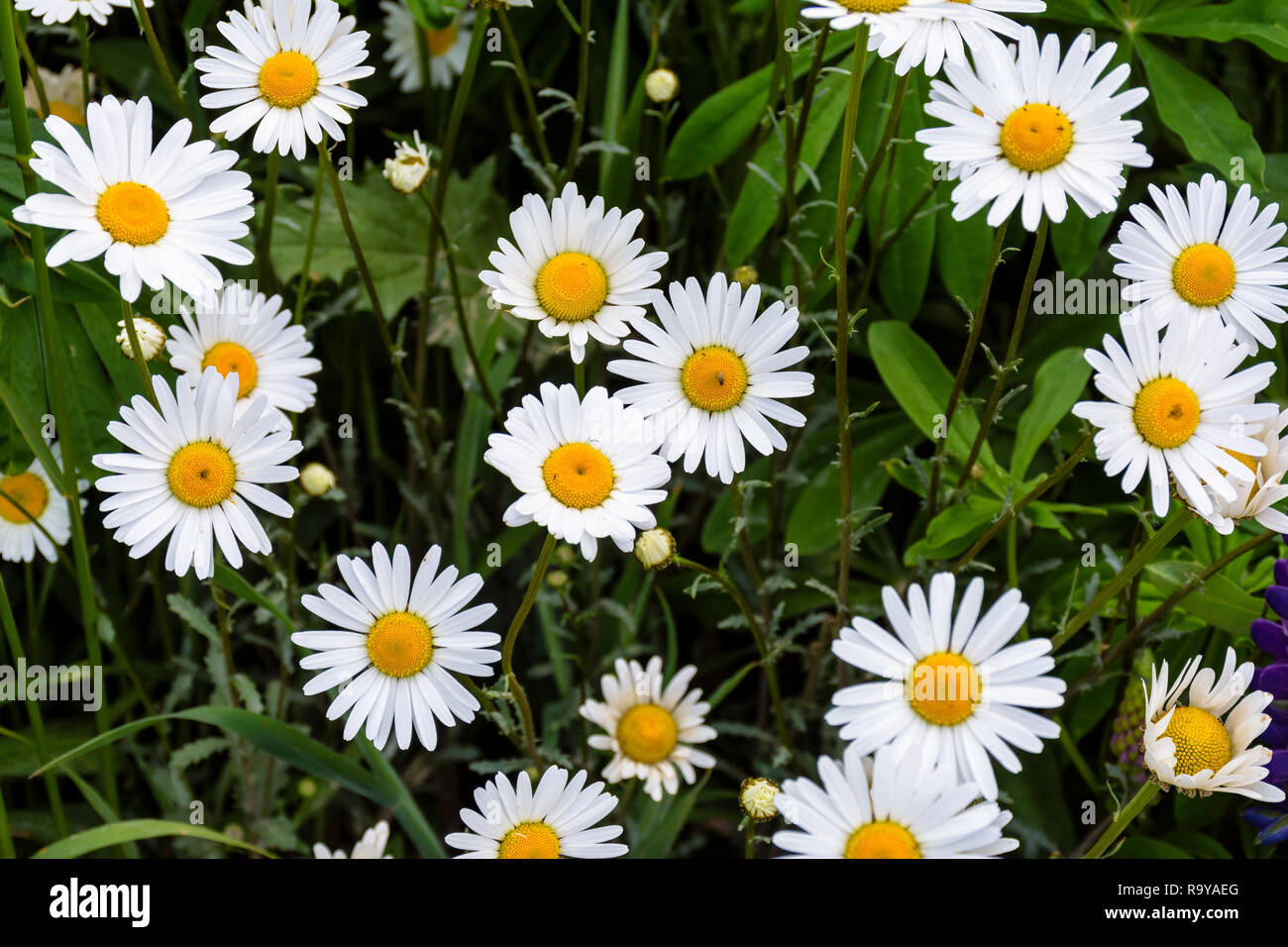 Spring Season in Patagonia, Argentina Stock Photo - Alamy