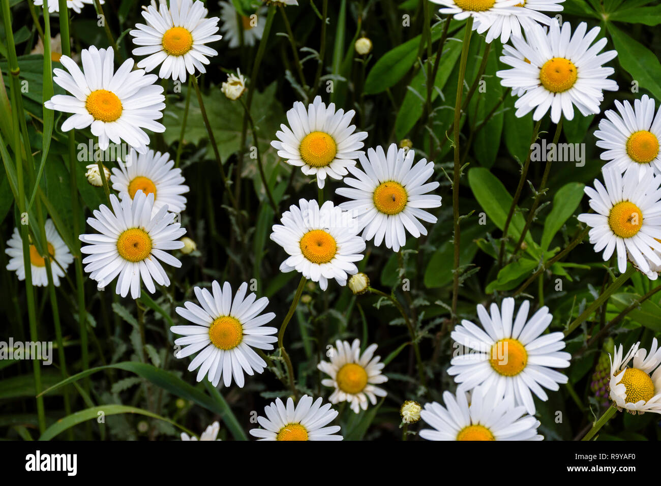Spring Season in Patagonia, Argentina Stock Photo - Alamy