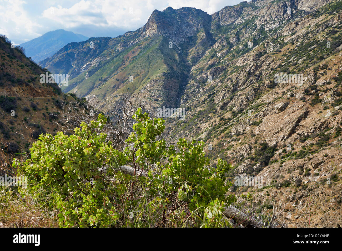 Growing bush on the mountainside, Sequoia National Park, USA Stock ...
