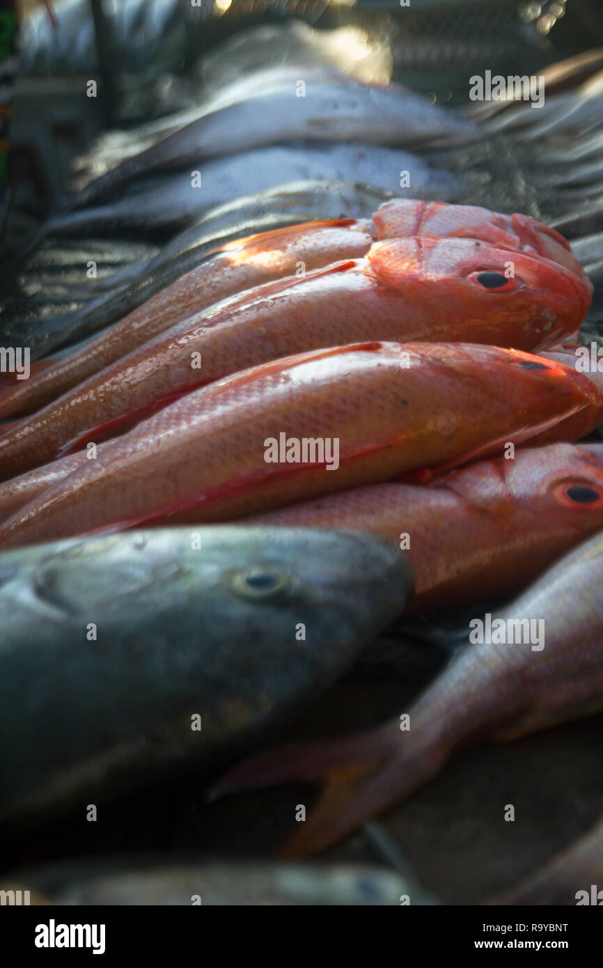 fresh fish catch of fishermen Stock Photo - Alamy