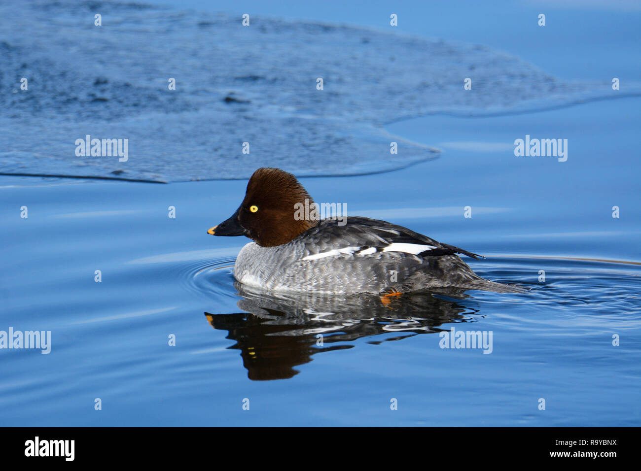 Hen common goldeneye hi-res stock photography and images - Alamy