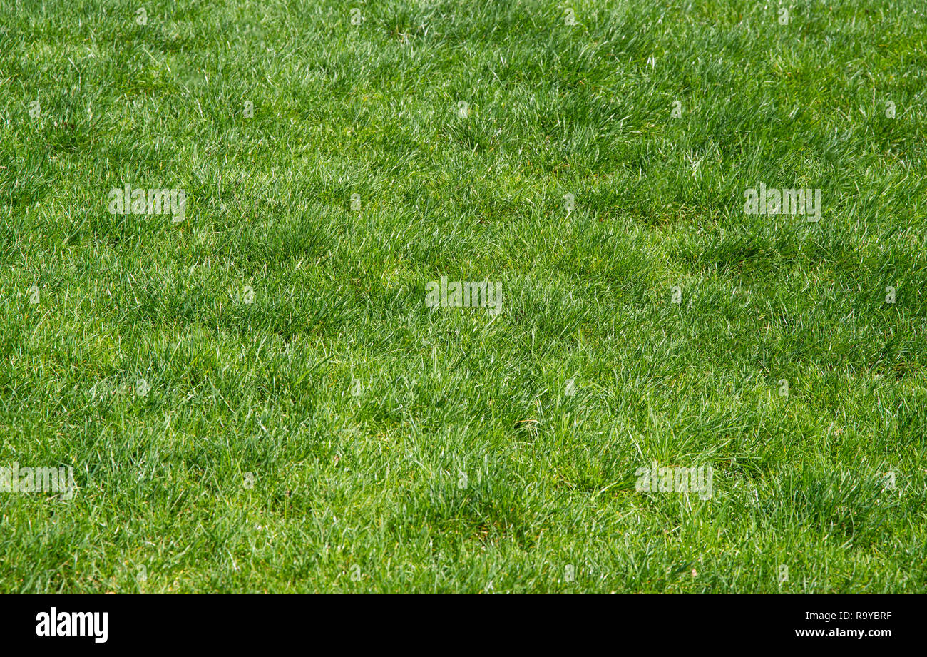 Grassland texture hi-res stock photography and images - Alamy