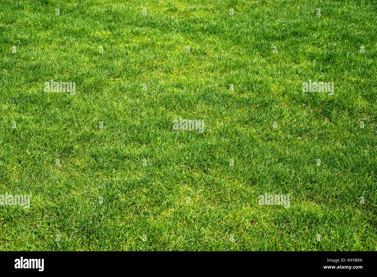 Golf green texture hi-res stock photography and images - Alamy