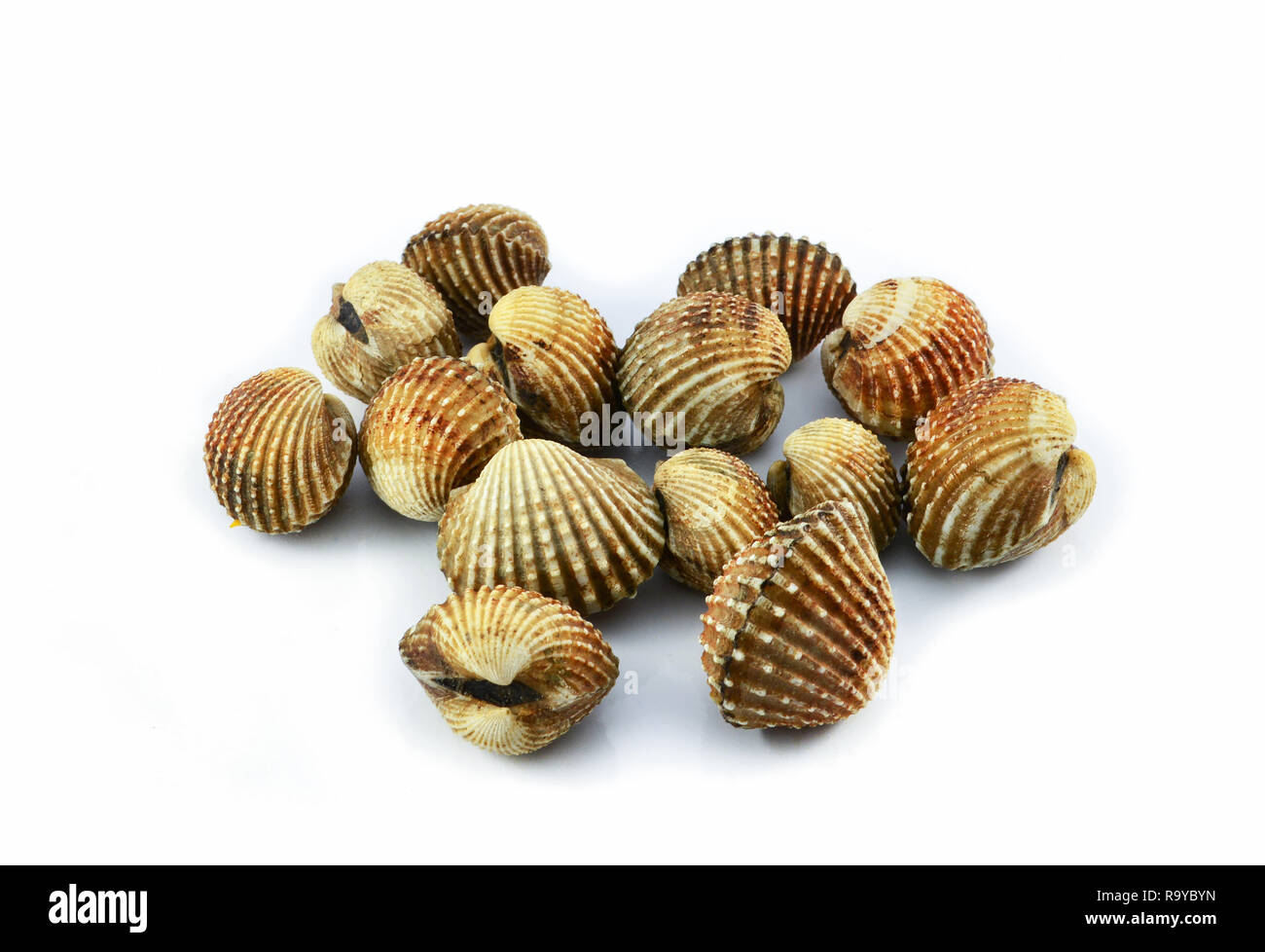 cockles isolated on white background / fresh raw blood cockle seafood ...