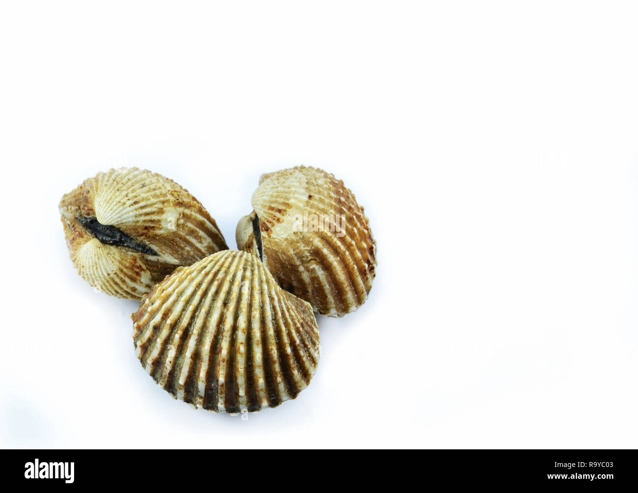 cockles isolated on white background / fresh raw blood cockle seafood ...