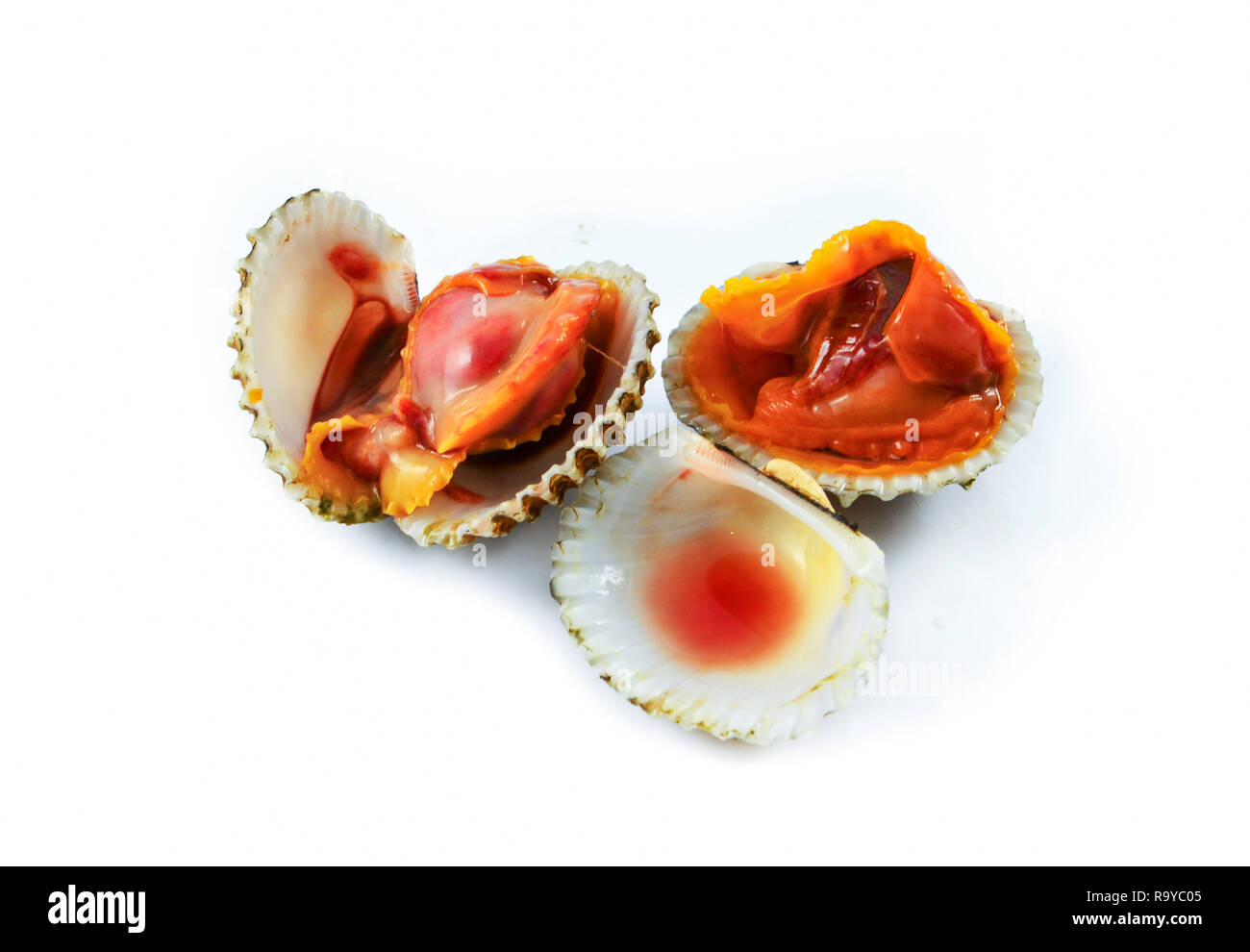 cockles isolated on white background / fresh raw blood cockle seafood ...