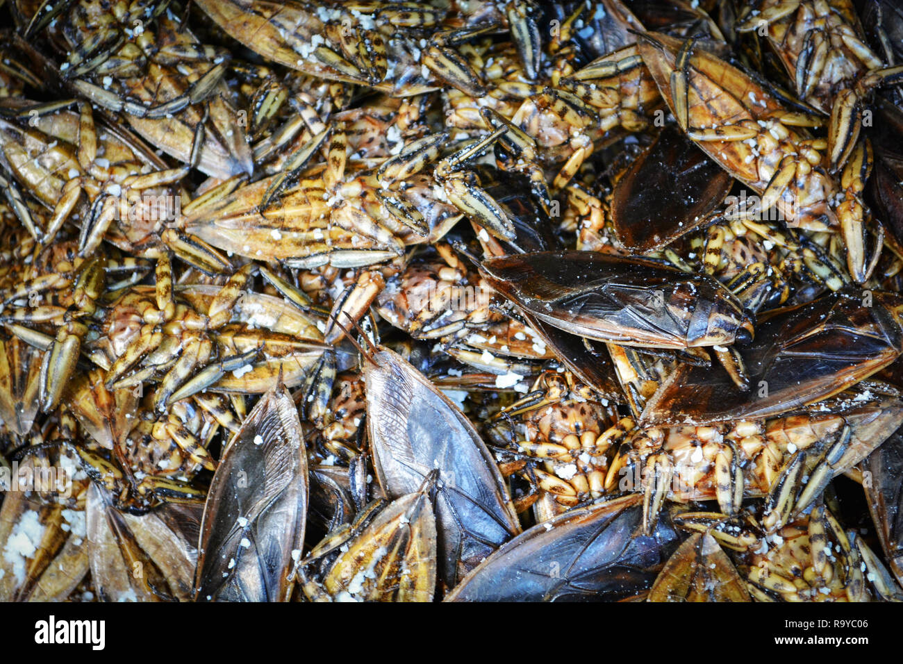giant water bug background insect food cook fried with Salt ...