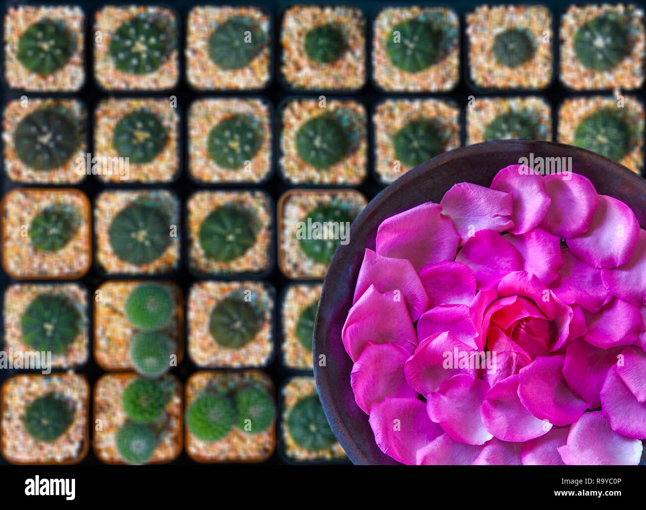 Cactus plant in the garden,Pink and white rose petals on a natural ...