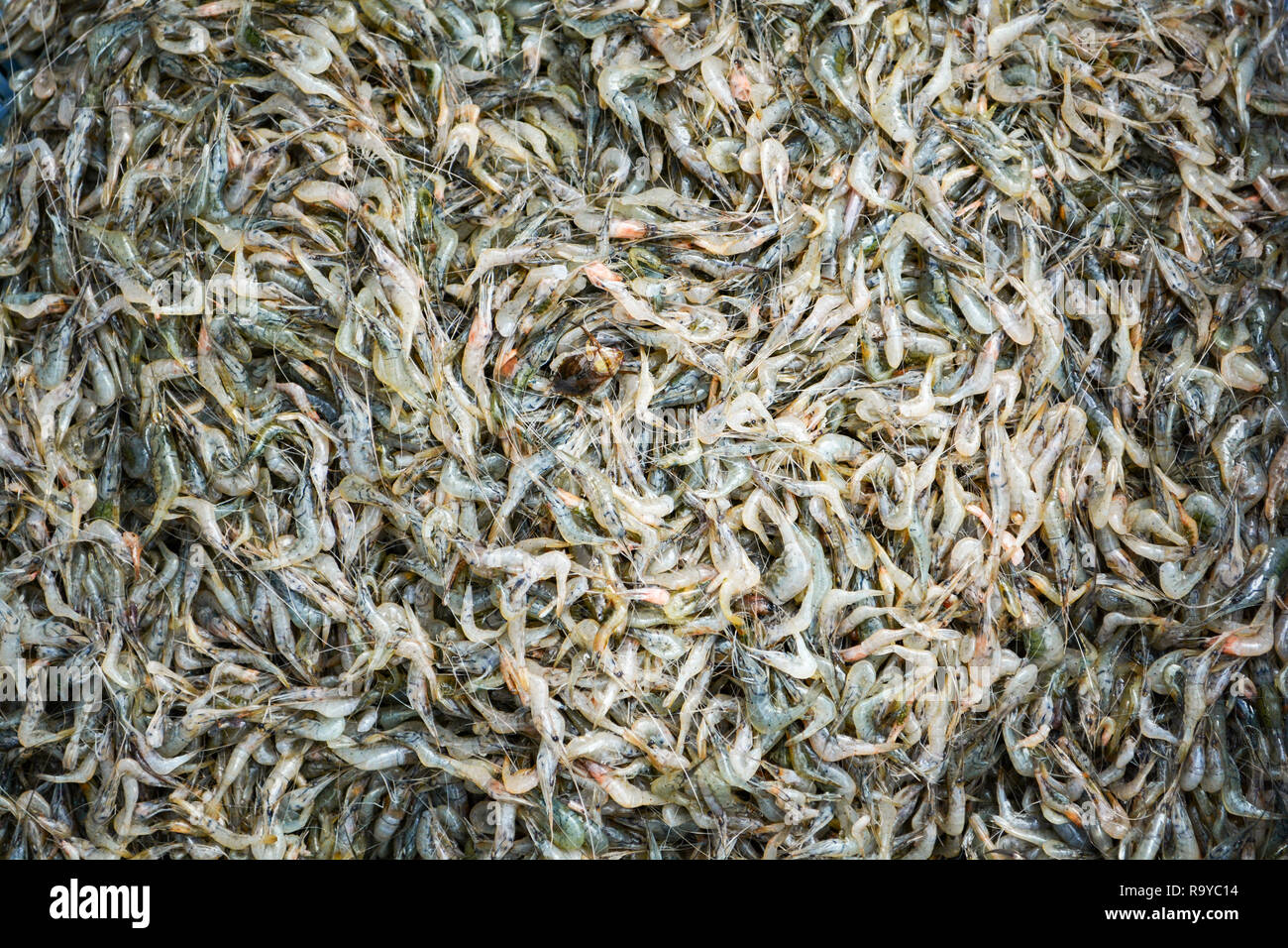 shrimp background / small raw shrimp from freshwater river Stock Photo ...