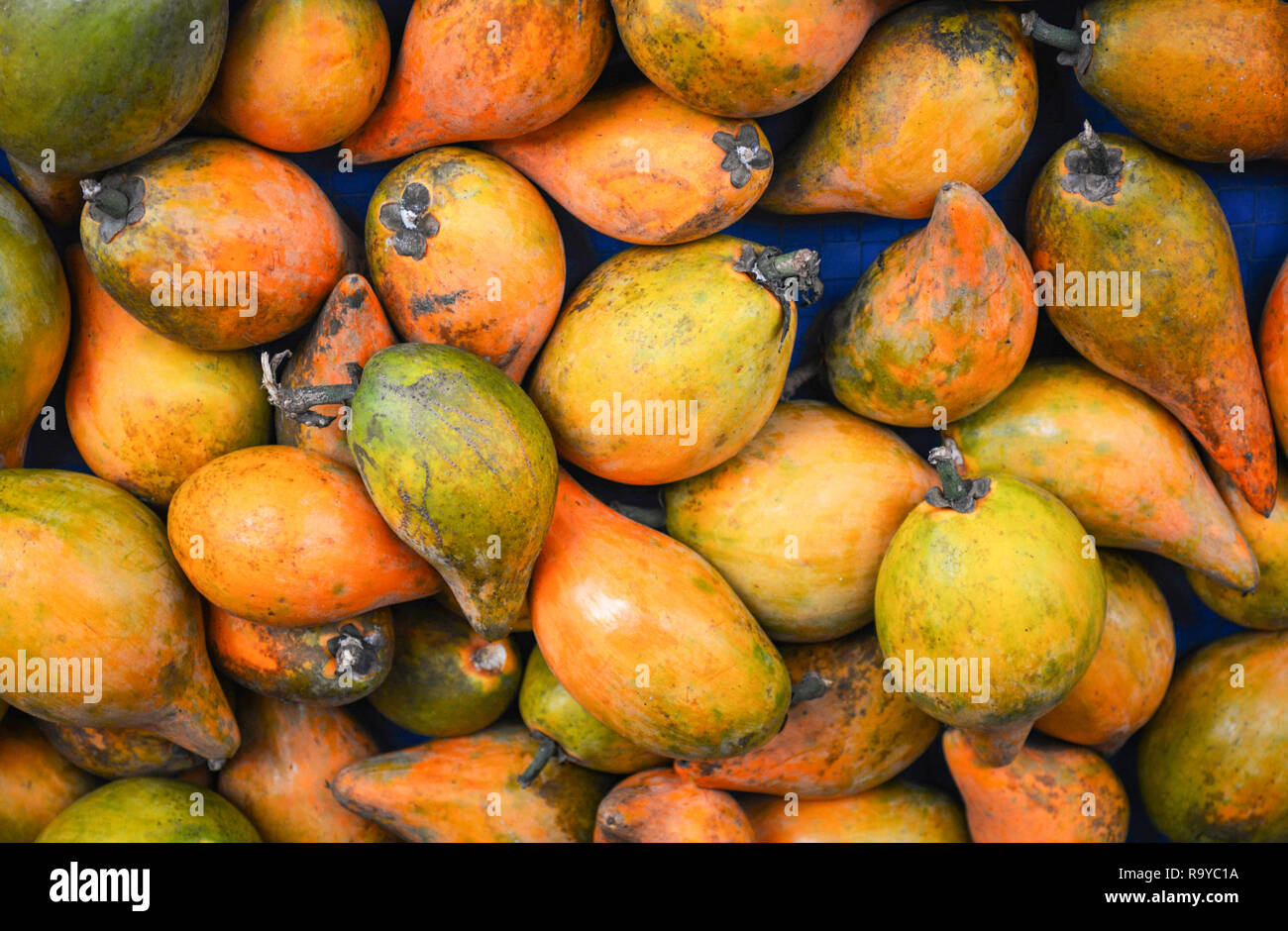 Pouteria hi-res stock photography and images - Alamy