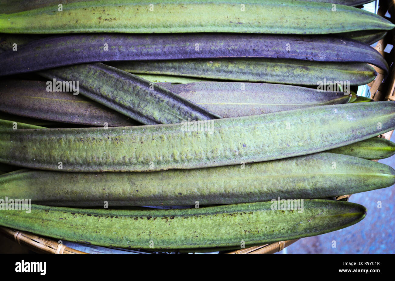 tree , Indian Trumpet Flower / Oroxylum indicum in the market Stock ...