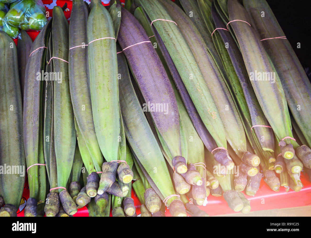 Broken Bone tree , fruit of Damocles tree , Indian Trumpet Flower ...