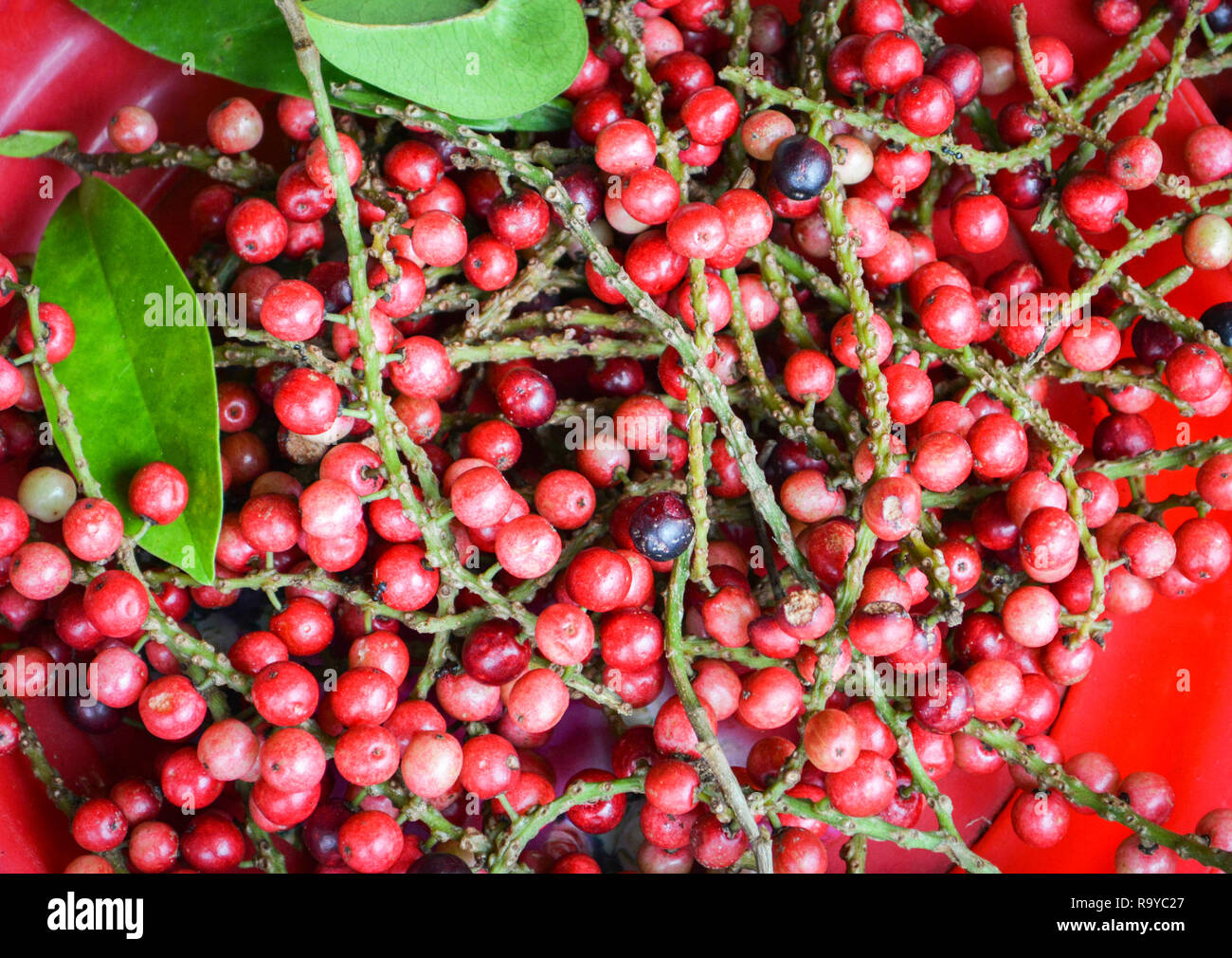 Antidesma bunius hi-res stock photography and images - Alamy