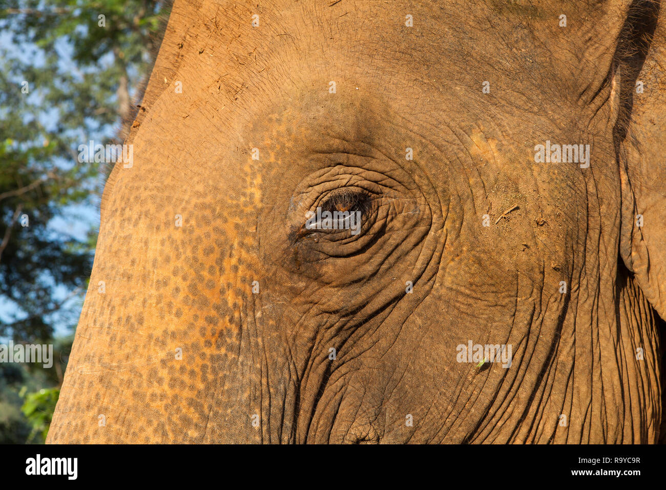 Parts of the ear hi-res stock photography and images - Alamy