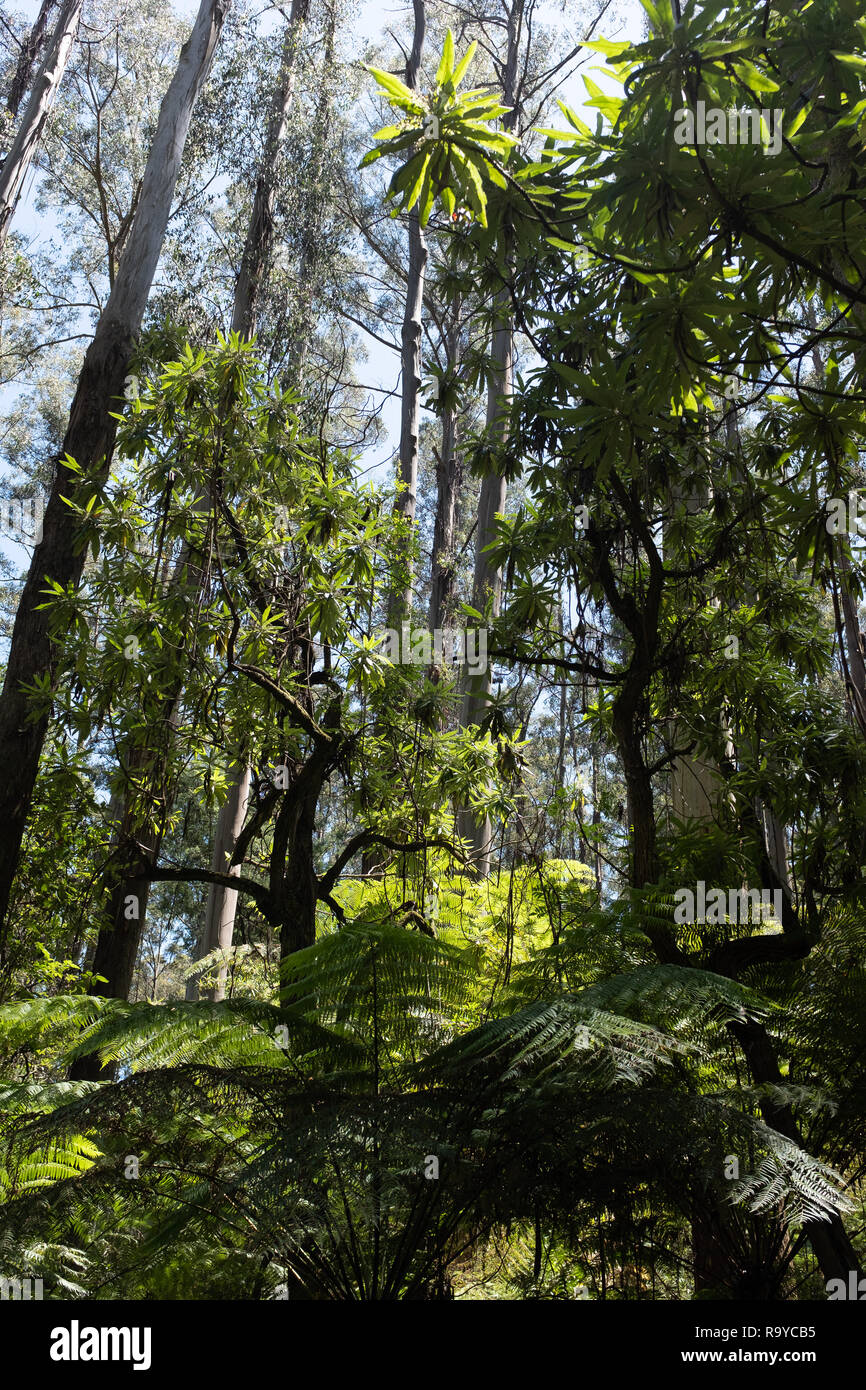 Temperate Rainforest in the Dandenong ranges national park, Victoria ...